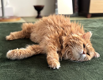 押し入れにカーテン: Rongo-Rongo 過去ログ